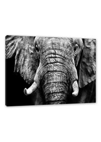 Pixxprint Leinwandbild Elefant Porträt