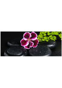 Wallario Acrylglasbild, Geranienblüte auf schwarzen Steinen