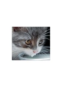 Primedeco Herd-Abdeckplatte Spritzschutz Herdabdeckplatte Schneidebrett aus Glas Hungrige Katze