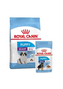 Royal Canin Giant Puppy 3,5kg + Maxi Puppy in Soße 10x140g
