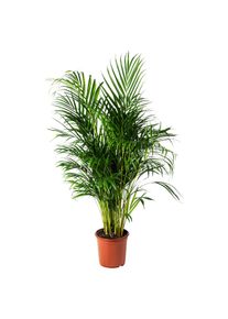 IKEA DYPSIS LUTESCENS Pflanze