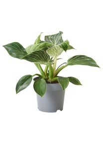 IKEA PHILODENDRON WHITE WAVE Pflanze