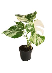 Dehner Fensterblatt - Monstera deliciosa Variegata, grün-weiß panaschierte Blätter, ca. 25-35 cm, Ø Topf 12 cm, Zimmerpflanze