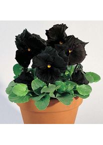 Generic Flower Seeds : Black Pansy Fresh Hyb Pot Variety Rooftop Gardening Plants Seeds (1 Packets) Garden Plant Seeds