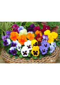 Generic Flower Seeds : Football Flowers Pansy Basket Veriety- Outdoor Plant Seeds (1 Packets) Garden Plant Seeds