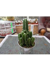 Generic Cereus Noi-Il Cactus-Senza Radici Cutting-2.3Cms Dia-5.0 Alto