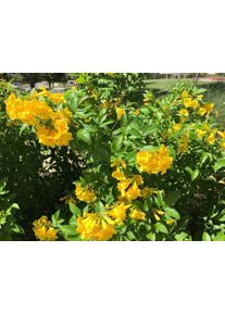 Generic Sidhakya Bright Yellow Flower Flower Plant Seedsfor Shade Flowering Plant Seeds Garden Pack