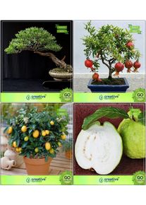 Generic Bonsai Suitable Seeds : Garden Border Seeds Combo Eucalyptus, Pomagranate Nana, Lemon, Thailand Guava Garden Seeds Pack By farmer