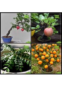 Generic Fruit Seeds Combo Fruit Bonsai Suitable : Pomagranate, Apple, Murraya Koenigii, Orange Fruit Bonsai SuitableTerrace Gardening