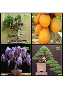 Generic Fruit Seeds Combo Bonsai Suitable Tree : Chinese Wisteria, Sakurakaia, Grape, Papaya Fruit Bonsai SuitableTerrace Gardening