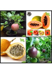 Generic Seeds And Plants Combo Fruit Bonsai Suitable : Apple, Papaya, Passion Fruit - Yellow, Passion Fruit - Violet Fruit Bonsai SuitableFor Gardening