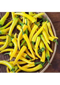 Generic Vegetable Seeds Yellow Wax Seeds - Chillies Yellow Seeds Seeds Any Season Home Garden Seeds