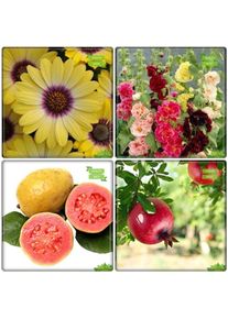 Generic Gardening Plant Seed Combo Fruit : Psidium Guava, Pomagranate, Acrotis Grandis, Hollyhocks Flower Seeds Terrace Gardening
