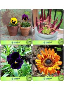 Generic Flower Seeds : Plant Flower Seeds Combo Pansy, Amaranthus Pygmy, Pansy-Black, Venidium-Orange Garden Flower Seeds Pack By Farmer