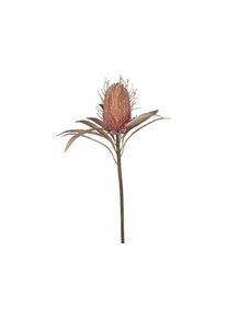 Chic Antique Fleur Protea Blume, H60 cm, altrosa