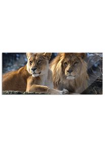 Pixxprint Glasbild interessiertes Löwenpaar