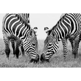 Flamingo Royale Digitaldruck auf Sicherheitsglas Bild, Verliebte Zebras, 80x 120 cm, eckig