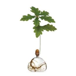 Keimglas Ilex