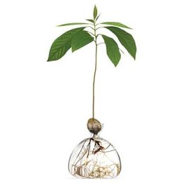Keimglas Ilex 15 x cm