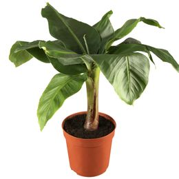 toom Banane 'Tropicana' 12 cm Topf