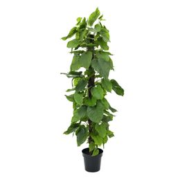 EUROPALMS Pothos, 180cm - Kunstpflanze
