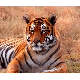 papermoon Fototapete "Tiger" Tapeten Gr. B/L: 5 m x 2,8 m, Bahnen: 10 St., bunt (mehrfarbig) Fototapeten