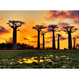papermoon Fototapete "Baobabs Trees African Sunset" Tapeten Gr. B/L: 5 m x 2,8 m, Bahnen: 10 St., bunt (mehrfarbig) Fototapeten