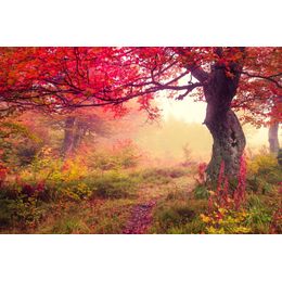 papermoon Fototapete "Autumn Trees" Tapeten Gr. B/L: 5 m x 2,8 m, Bahnen: 10 St., bunt (mehrfarbig) Fototapeten