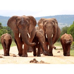 papermoon Fototapete "African Elephant Herd" Tapeten Gr. B/L: 5 m x 2,8 m, Bahnen: 10 St., bunt (mehrfarbig) Fototapeten