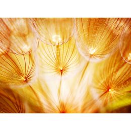 papermoon Fototapete "Soft Dandelion Flowers" Tapeten Gr. B/L: 5 m x 2,8 m, Bahnen: 10 St., bunt (mehrfarbig) Fototapeten