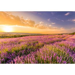 papermoon Fototapete "Lavender Field" Tapeten Gr. B/L: 5 m x 2,8 m, Bahnen: 10 St., bunt (mehrfarbig) Fototapeten