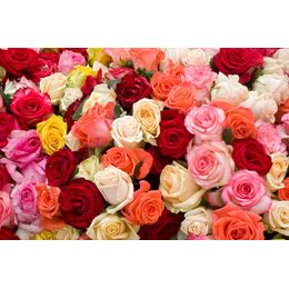 papermoon Fototapete "Roses" Tapeten Gr. B/L: 5 m x 2,8 m, Bahnen: 10 St., bunt (mehrfarbig) Fototapeten
