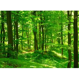papermoon Fototapete "Forest in Spring" Tapeten Gr. B/L: 5 m x 2,8 m, Bahnen: 10 St., bunt (mehrfarbig) Fototapeten
