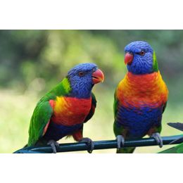 papermoon Fototapete "Rainbow Lorikeets Birds" Tapeten Gr. B/L: 5 m x 2,8 m, Bahnen: 10 St., bunt (mehrfarbig) Fototapeten