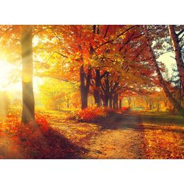 papermoon Fototapete "Autumn Forest" Tapeten Gr. B/L: 5 m x 2,8 m, Bahnen: 10 St., bunt (mehrfarbig) Fototapeten