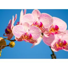 papermoon Fototapete "Pink Phalaenopsis Orchid" Tapeten Gr. B/L: 5 m x 2,8 m, Bahnen: 10 St., bunt (mehrfarbig) Fototapeten