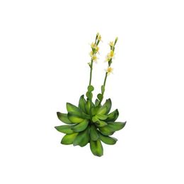 EUROPALMS Steinrose (EVA), gelb, 32cm, Kunstpflanze