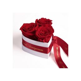 Kunstblume Seni Seviyorum Infinity Rosenbox Herz 3 echte Rosen konserviert Rose
