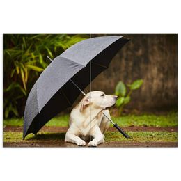 Wallario Herd-Abdeckplatte Hund unter einem Regenschirm