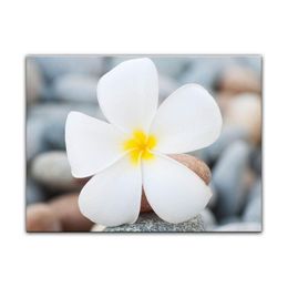 Bilderdepot24 Leinwandbild Weiße Blüte auf Steinen