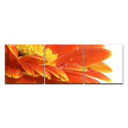 Bilderdepot24 Leinwandbild Gerbera mit Wassertropfen