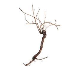 EUROPALMS Rebstock, ca. 1,5m
