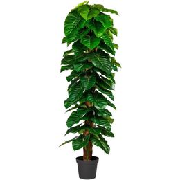 Kunstpflanze Lovisa Anthuriumpflanze, Andas, Höhe 190 cm, im Topf, grün