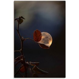 Artland Leinwandbild Seifenblasen auf Rosenblatt, Blätterbilder (1 St), auf Keilrahmen gespannt, schwarz