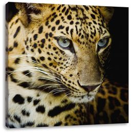 Pixxprint Leinwandbild Leopard mit blauen Augen