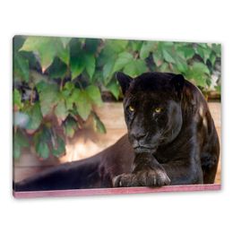 Pixxprint Leinwandbild schöner schwarzer Panther