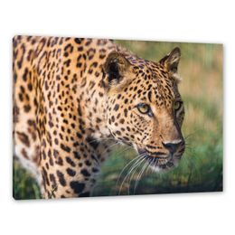 Pixxprint Leinwandbild schleichender Leopard