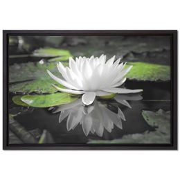 Pixxprint Leinwandbild Weiße Lotusblume im Wasser