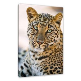 Pixxprint Leinwandbild schöner Leopard