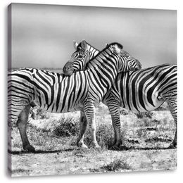 Pixxprint Leinwandbild Schmusende Zebras